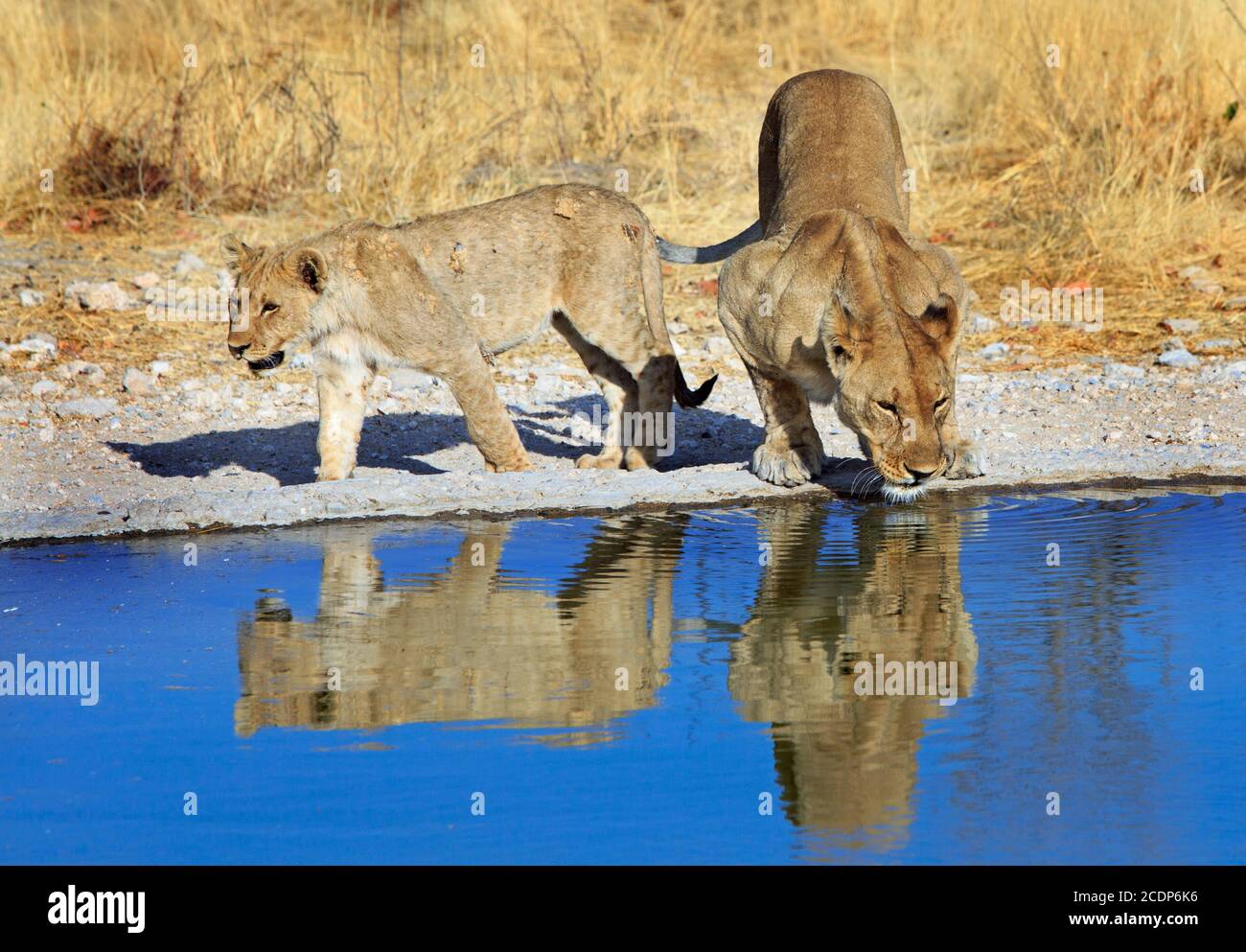 Lion reflection in water hi-res stock photography and images - Alamy