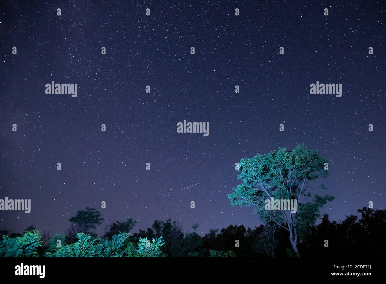 Side view of magical starry milky way, green summer woods Stock Photo ...