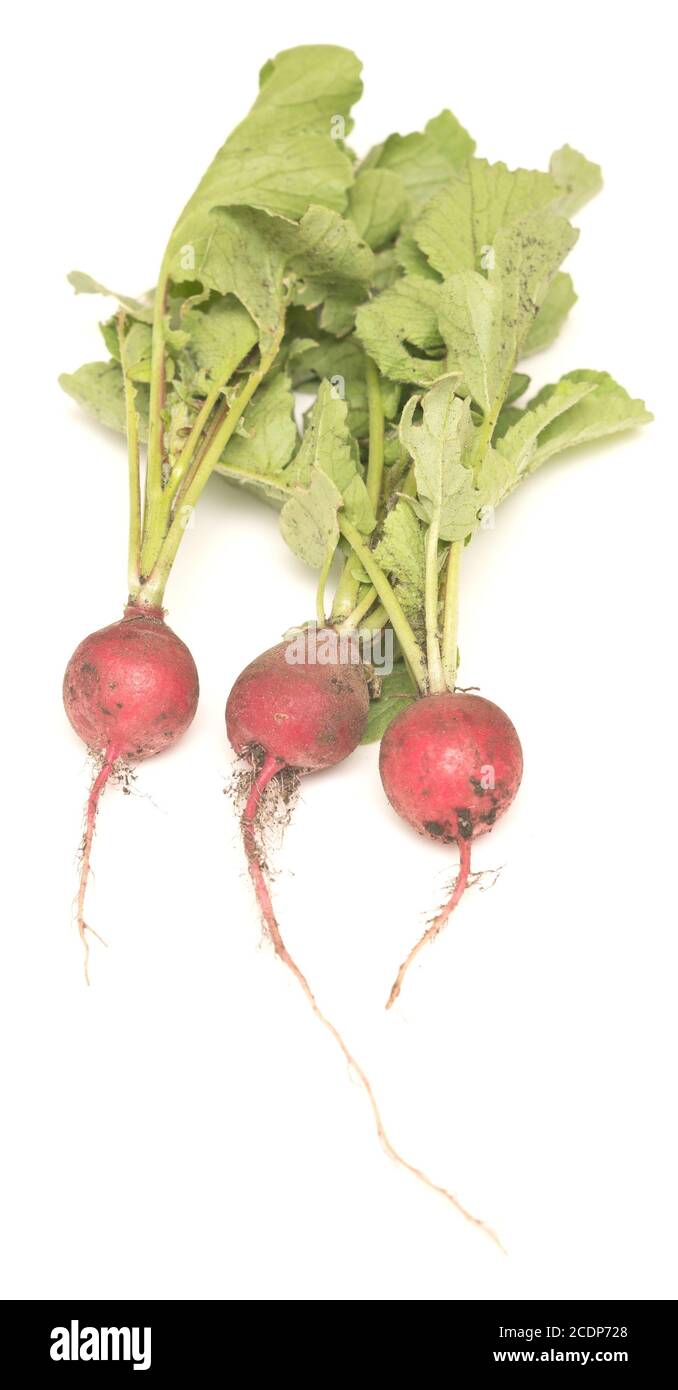 Radish soil isolated hi-res stock photography and images - Alamy