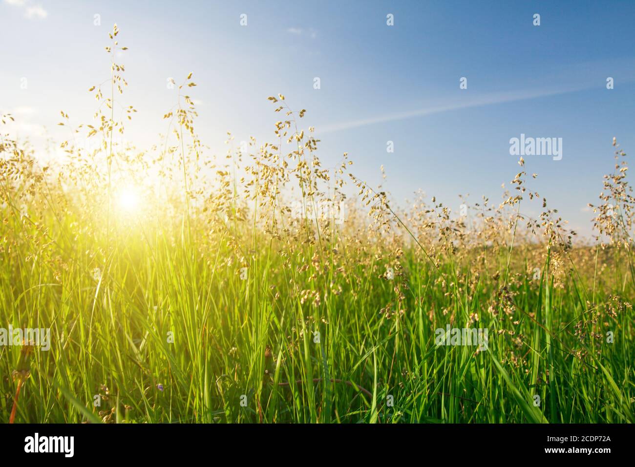 Grass sunset hi-res stock photography and images - Alamy