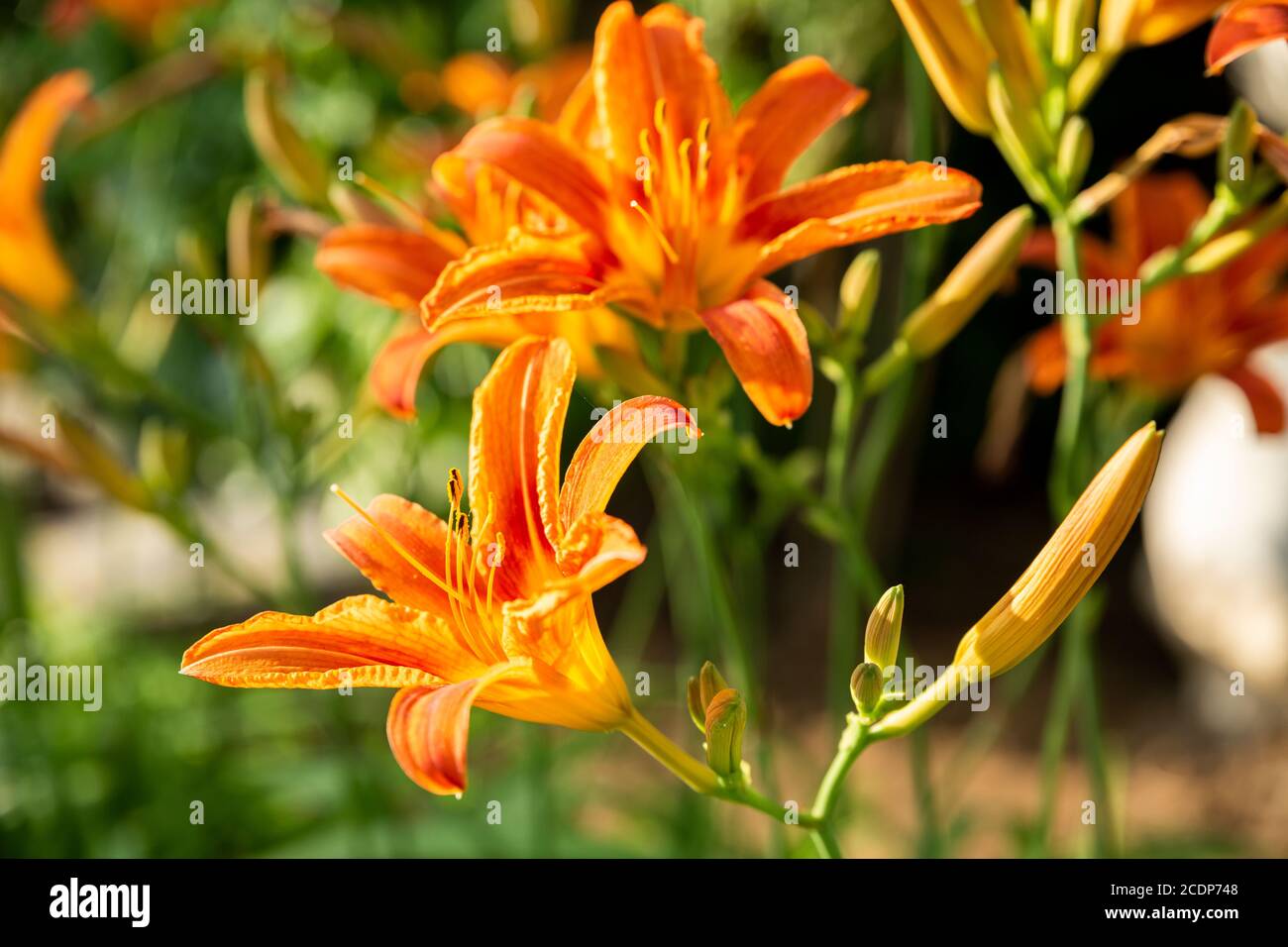 Orange lily illuminated rays hi-res stock photography and images - Alamy