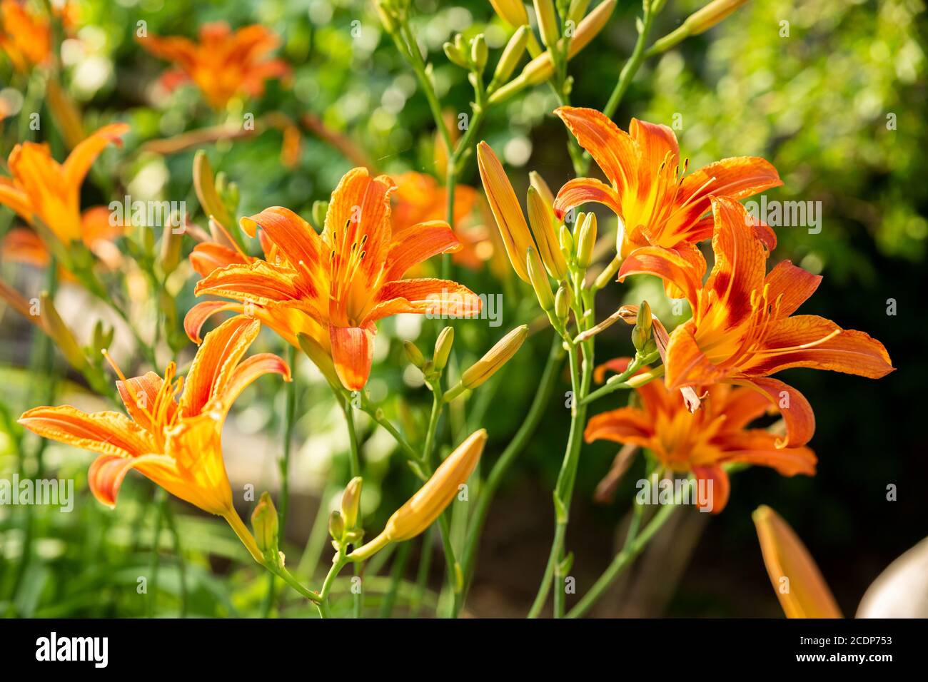 Blooming orange lilies under the sun rays on the flower bed in the ...