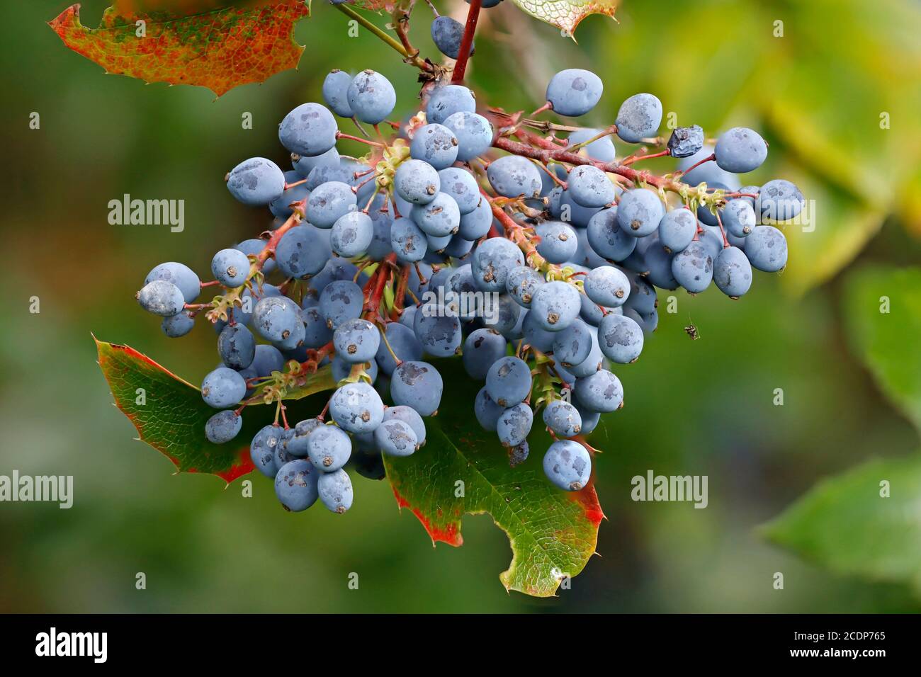 The blue fruits of Mahonia aquifolium, a holly shrub Stock Photo - Alamy