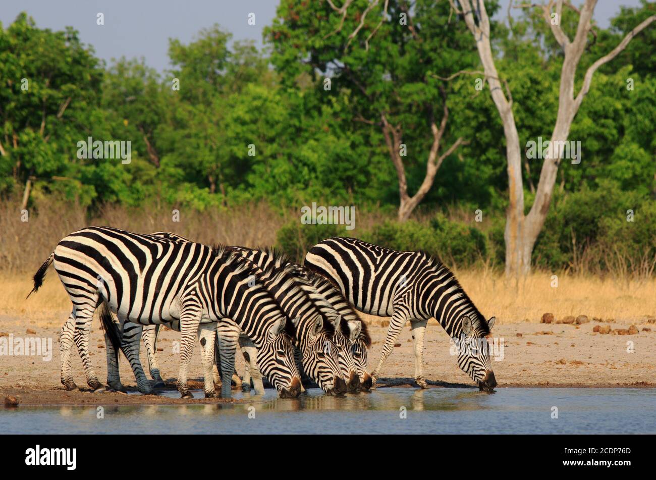 Five zebras with their heads bent down drinking from a waterhole with ...