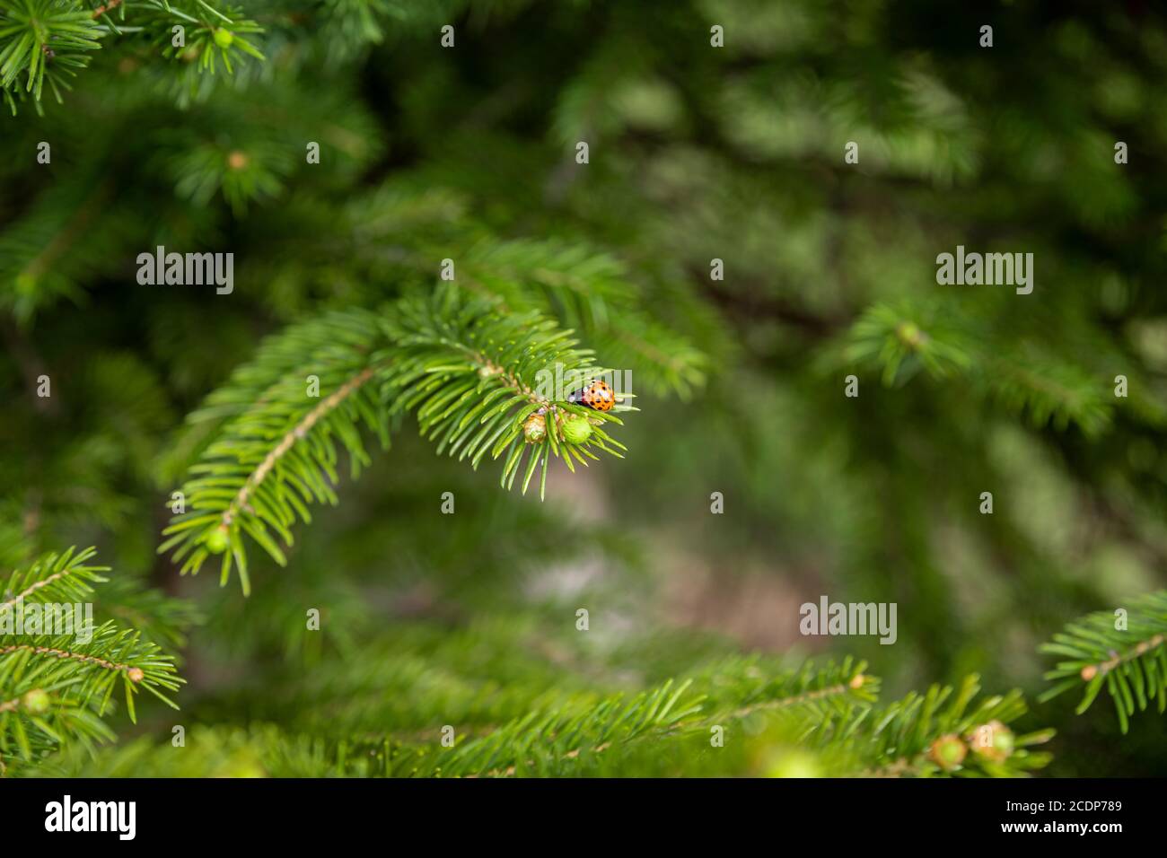Close-up of fir tree branches with a pair of ladybugs, growing in the ...