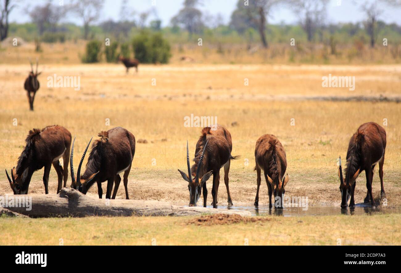 Herd of female sable antelopes with heads down drinking from a small ...