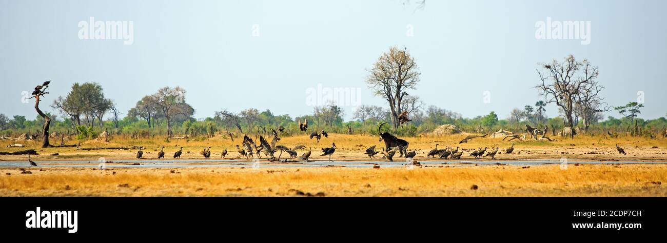 Flying antelope hi-res stock photography and images - Alamy