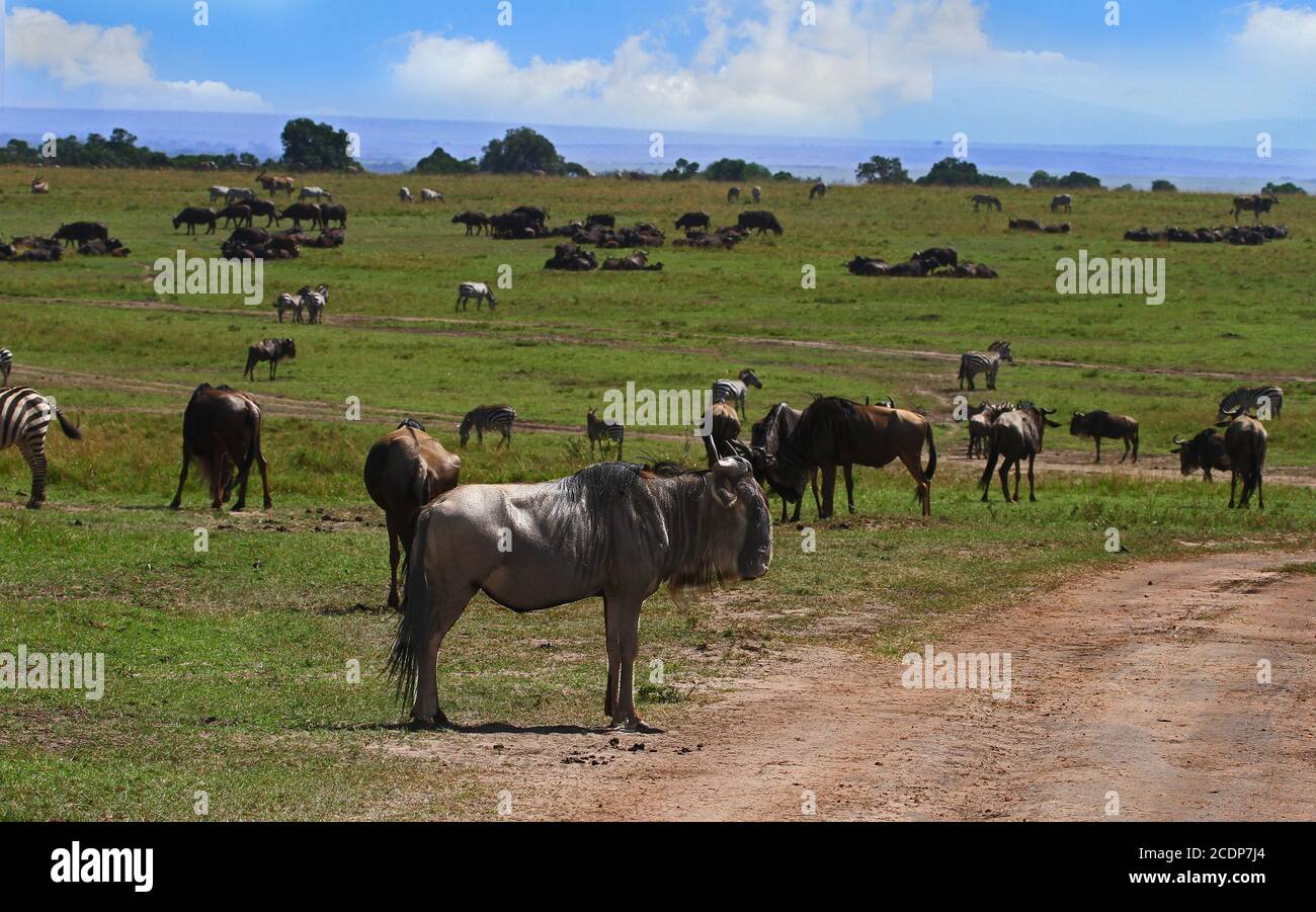 Annual mass migration event hi-res stock photography and images - Alamy
