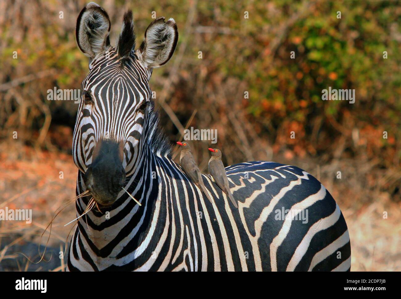 Zebra looking back hi-res stock photography and images - Alamy