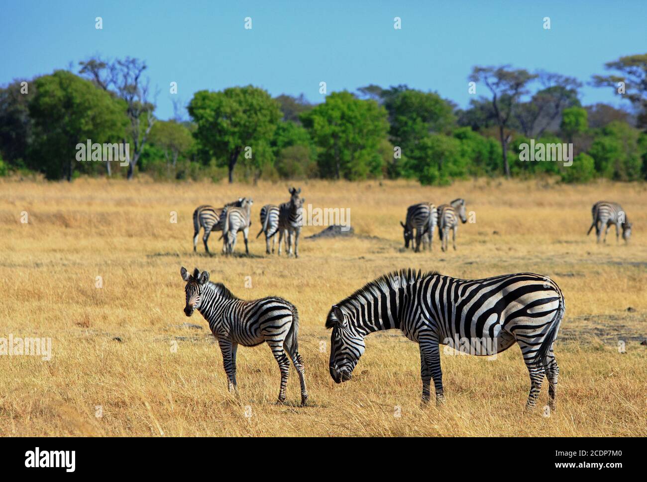 African Grass Plains