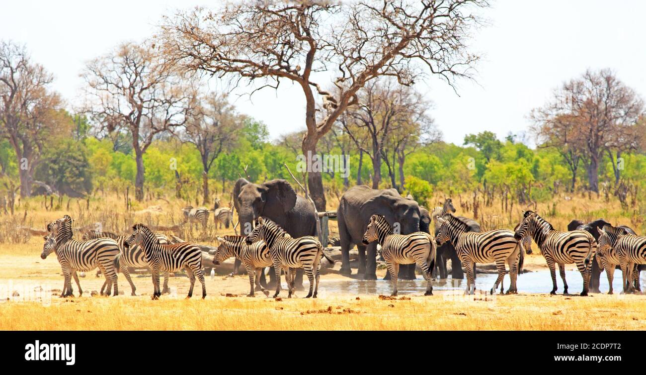 Panoramic view of a waterhole on the Makololo plains with elephants and ...