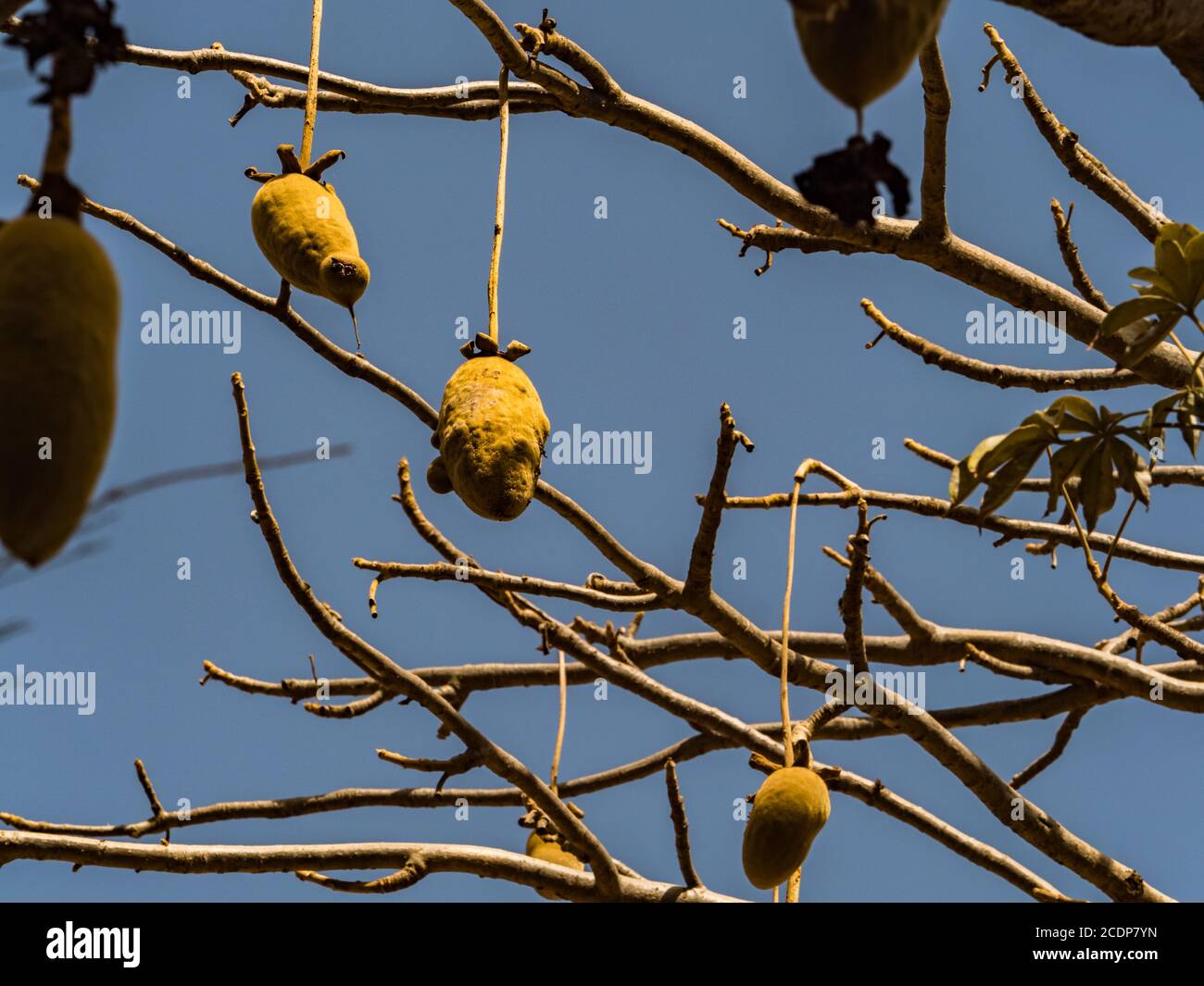 Baobab tree fruit hi-res stock photography and images - Alamy