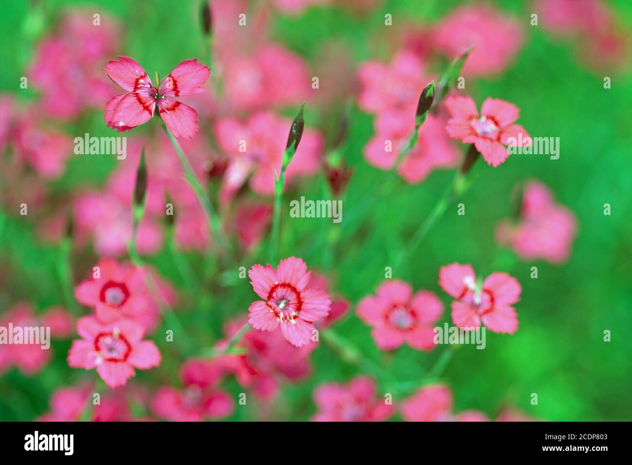 Blood carnation hi-res stock photography and images - Alamy