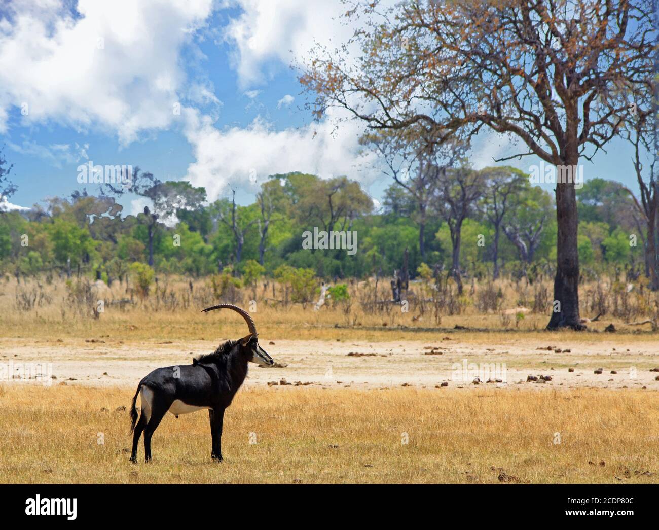 Skyin hi-res stock photography and images - Alamy