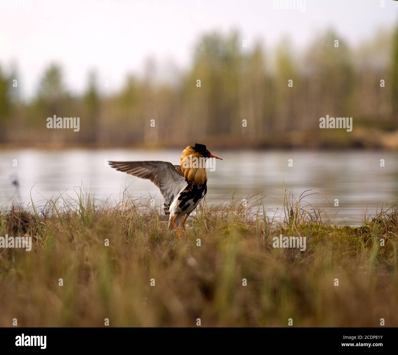 Reproductive behaviour hi-res stock photography and images - Alamy