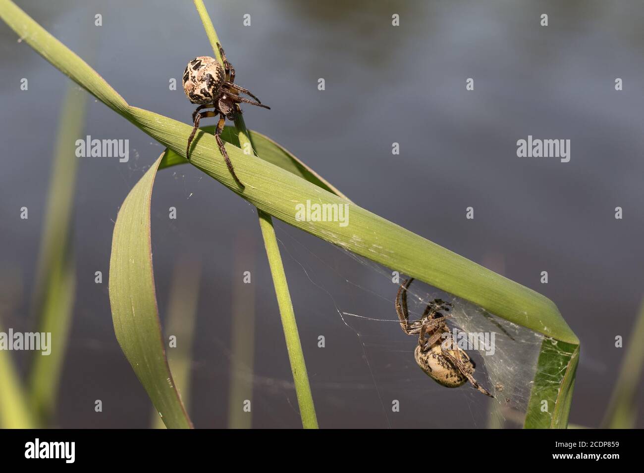 Large insects spiders hi-res stock photography and images - Alamy
