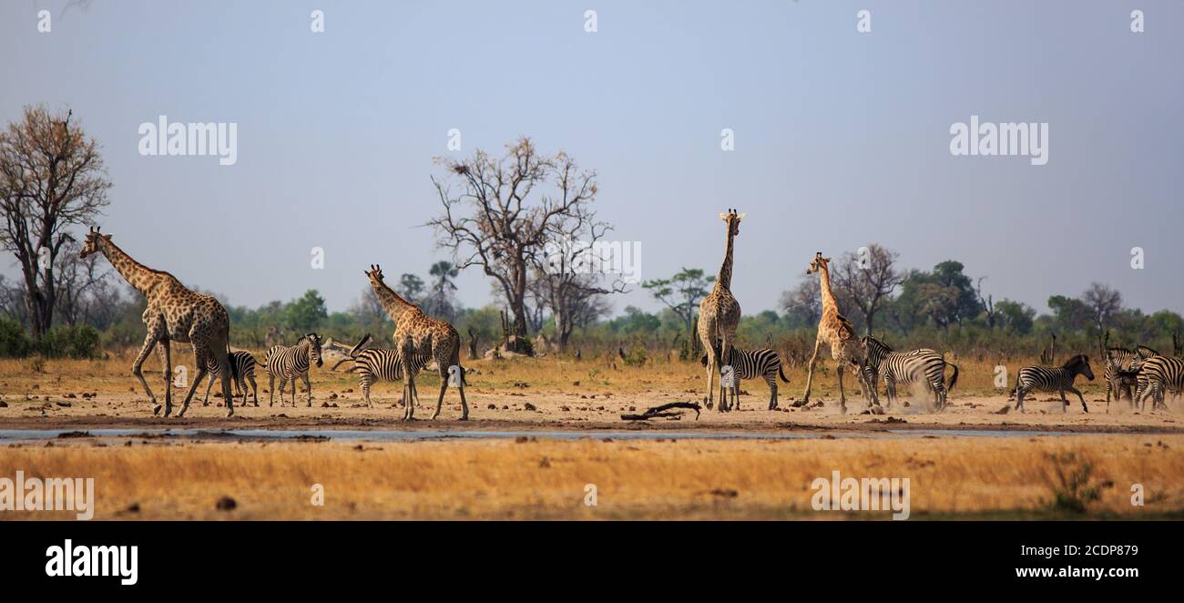 Typical African Vista with zebra and giraffe around a waterhole with a ...