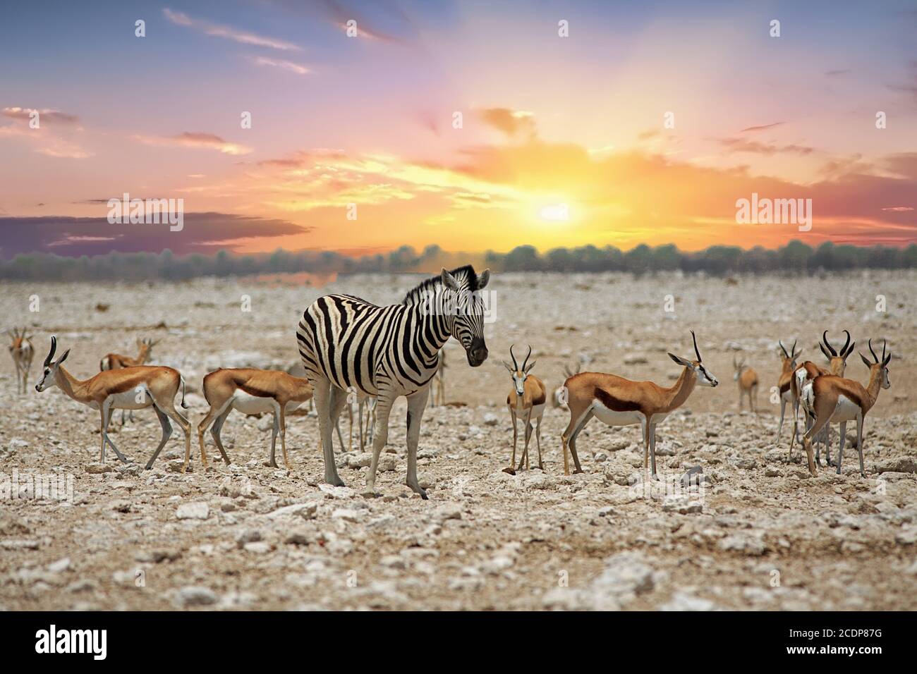 Impala and zebra on safari hi-res stock photography and images - Alamy