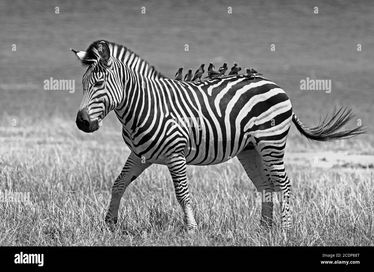 Equus Zebra Back High Resolution Stock Photography and Images - Alamy