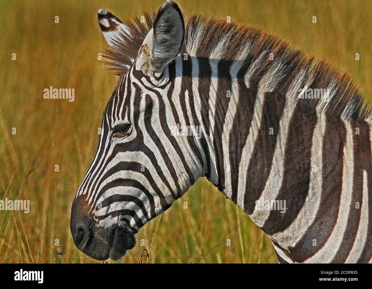 Zebra Head Profile