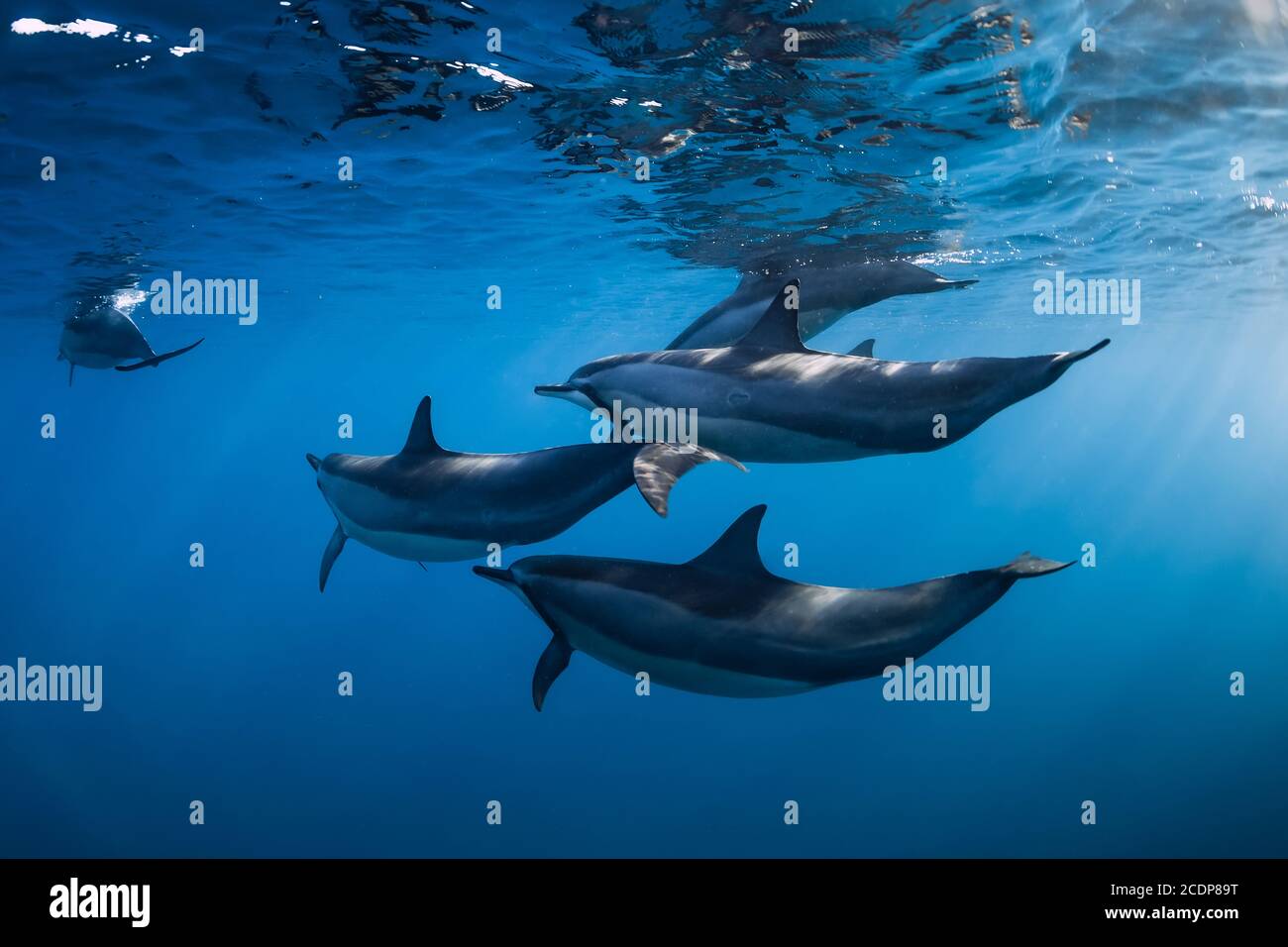 Family of Spinner dolphins in tropical ocean with sunlight. Dolphins ...