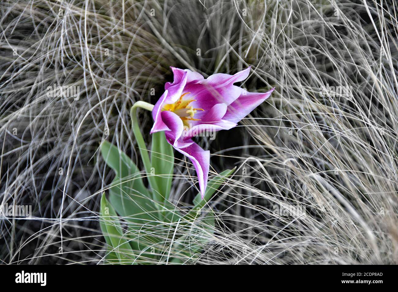 Spring wake hi-res stock photography and images - Alamy
