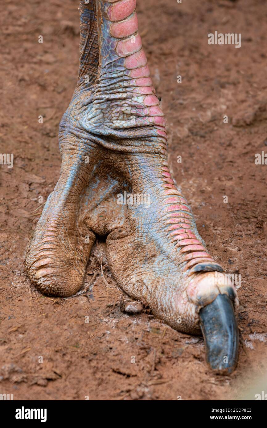 Ostrich Feet High Resolution Stock Photography and Images - Alamy