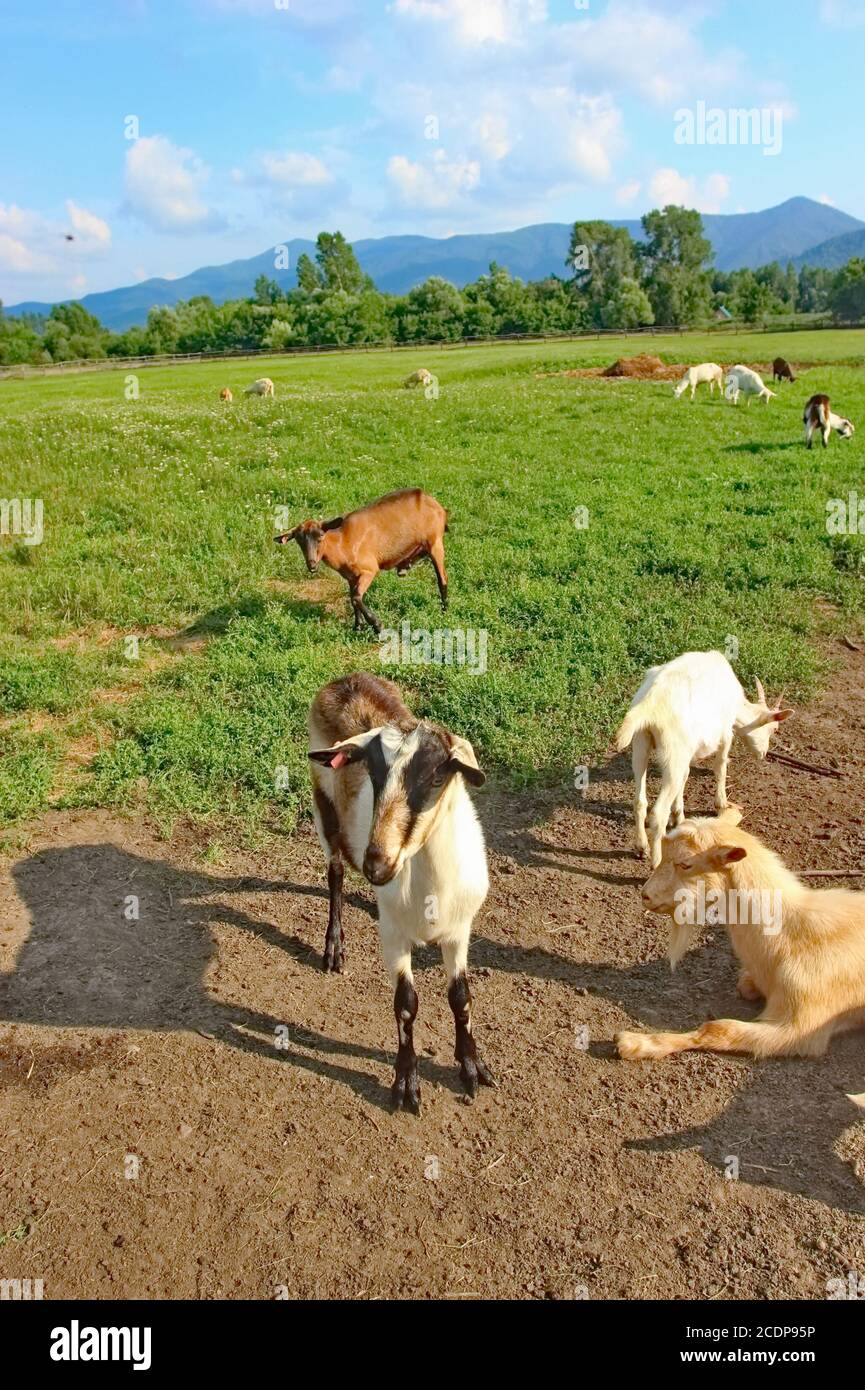 Goat goats sheep pasture hi-res stock photography and images - Alamy