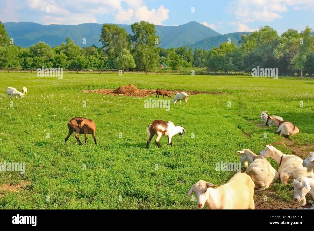 Bearded goats hi-res stock photography and images - Alamy