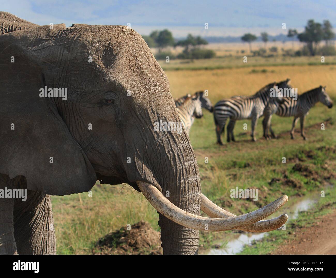 Zebra Safari Africano Amazon.com: Wisifayardin Zebra Table Sculpture