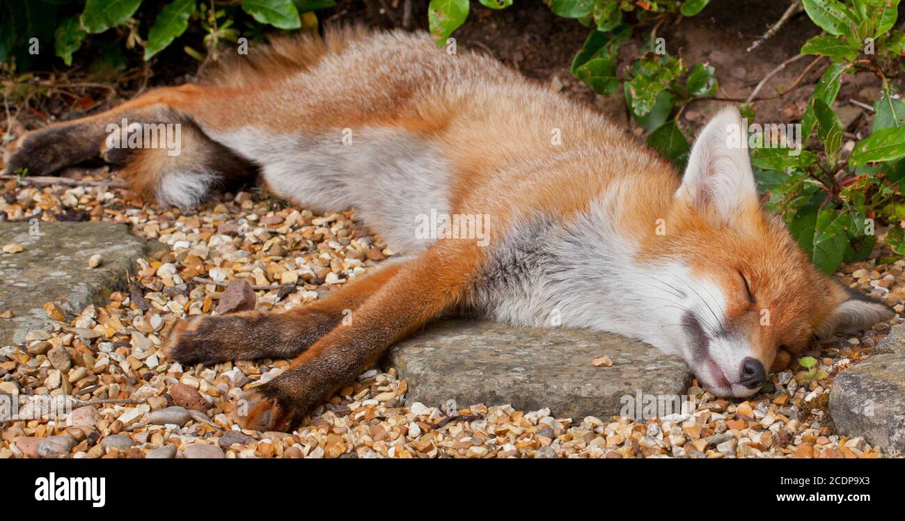 Sleeping fox in urban garden, Edinburgh, Scotland Stock Photo - Alamy