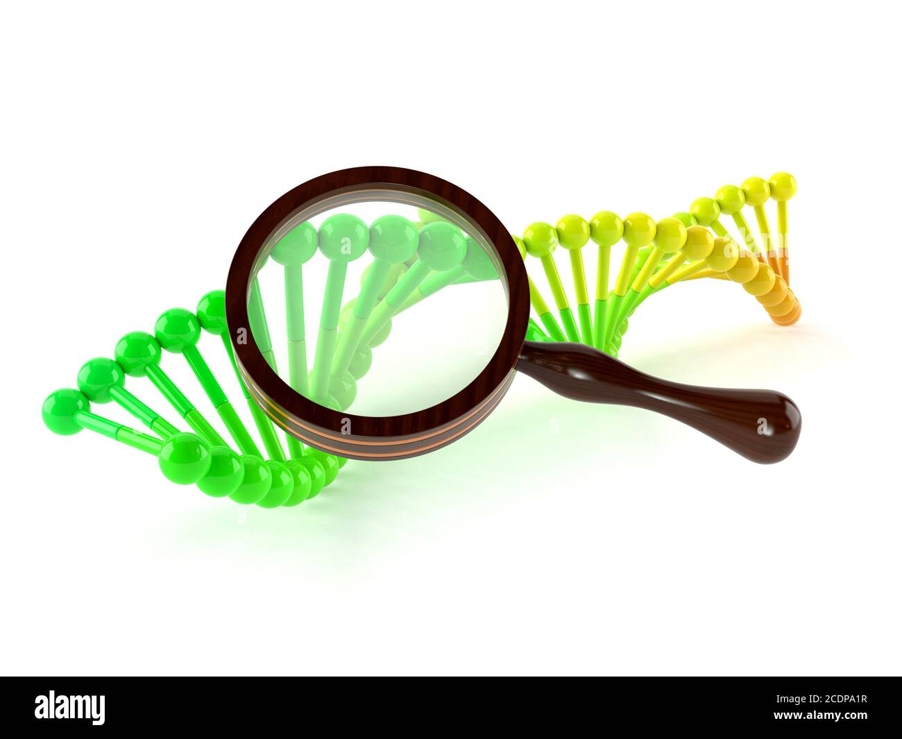 DNA with magnifying glass isolated on white background Stock Photo - Alamy
