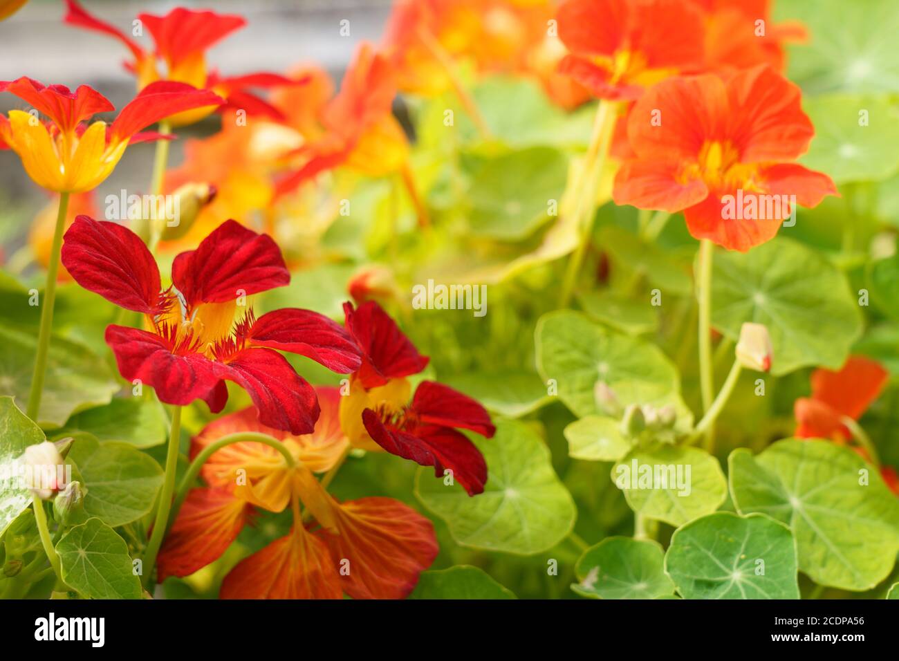 Nasturtium tropaeolum nasturtiums close up hi-res stock photography and ...