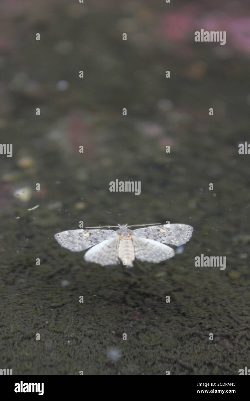 The common white moth, Leucoma salicis, swimming around a bird bath ...