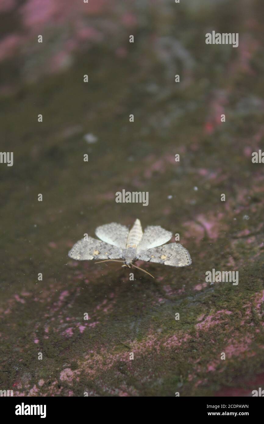 The common white moth, Leucoma salicis, swimming around a bird bath ...