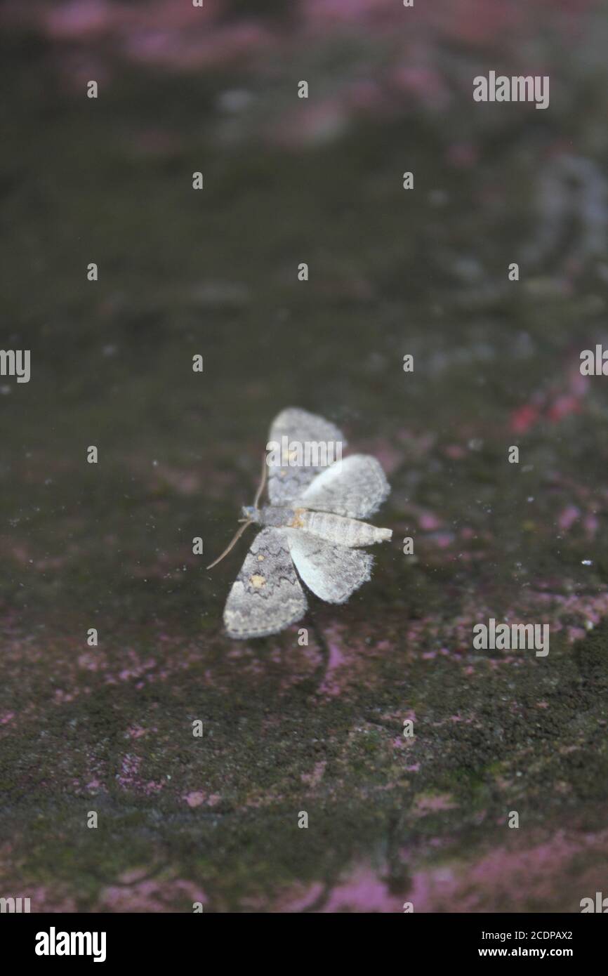 The common white moth, Leucoma salicis, swimming around a bird bath ...