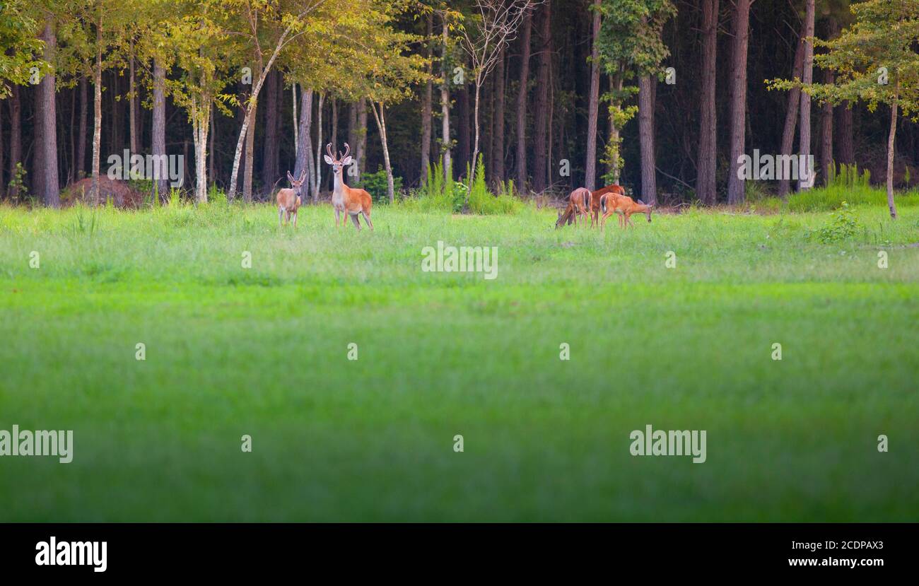 Two bucks with a whitetail deer herd near Raeford NC Stock Photo - Alamy