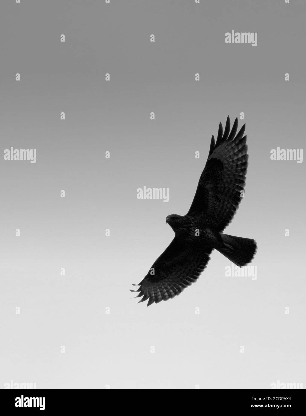 Bill under wing Black and White Stock Photos & Images - Alamy