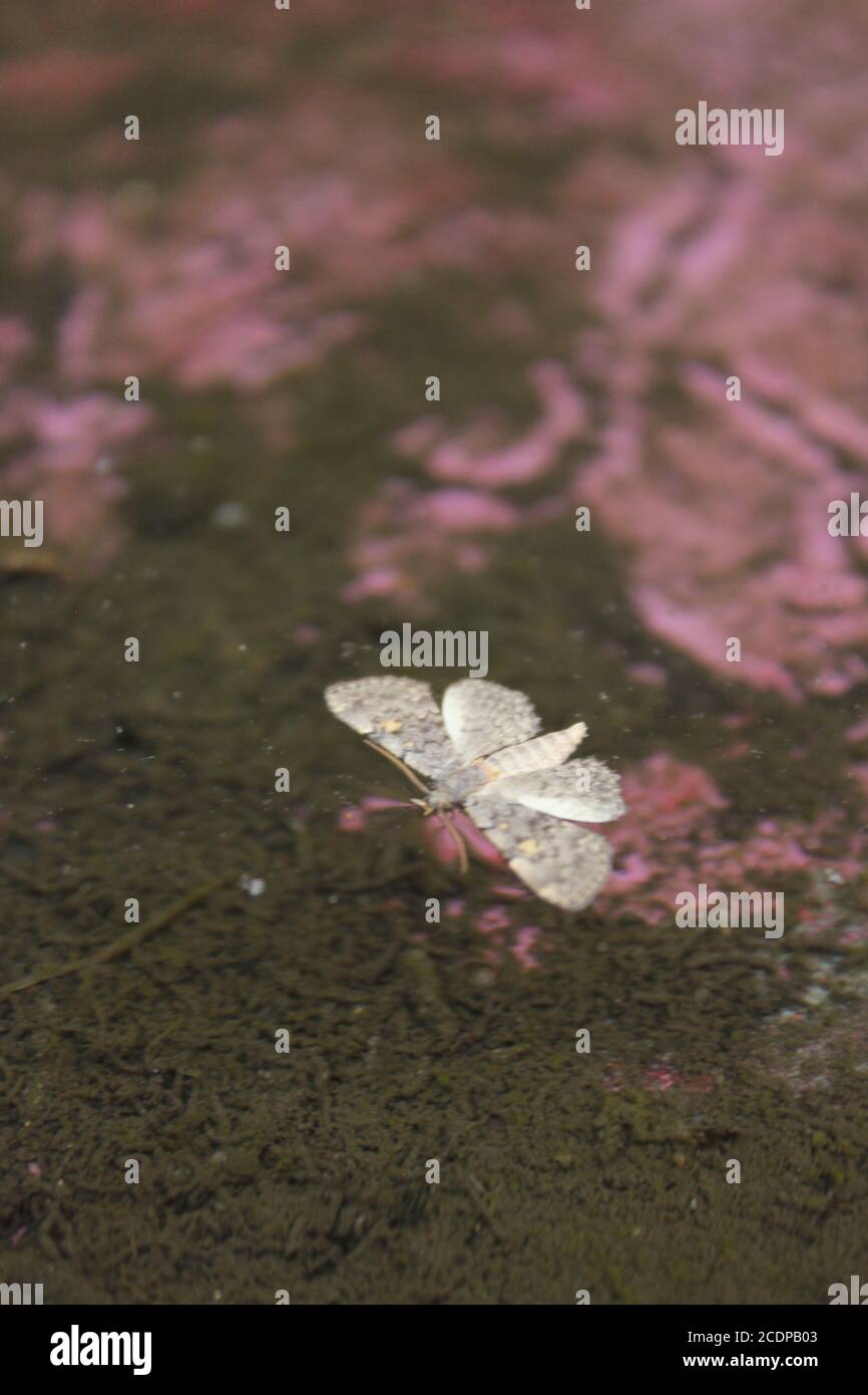 The common white moth, Leucoma salicis, swimming around a bird bath ...