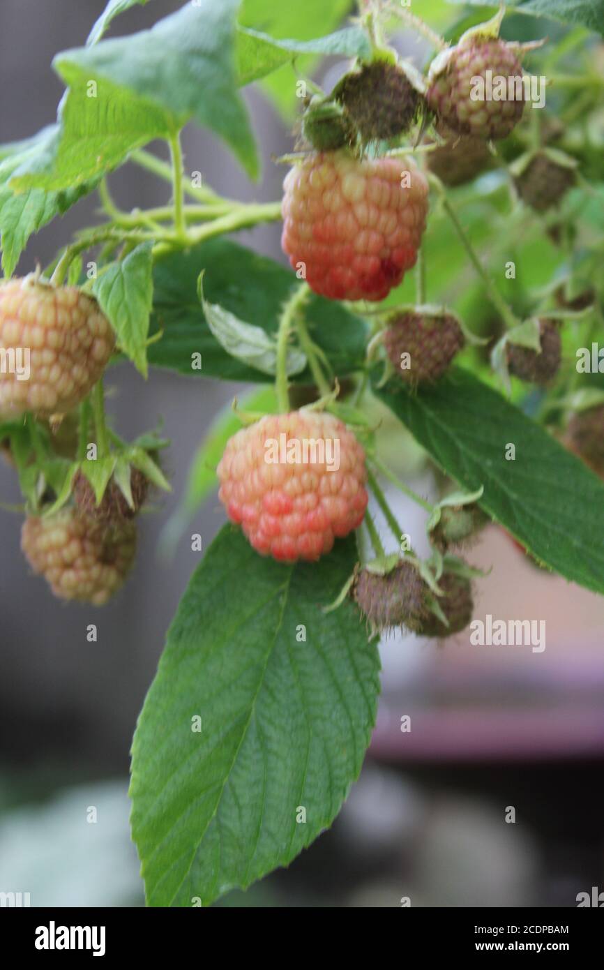 R idaeus hi-res stock photography and images - Alamy