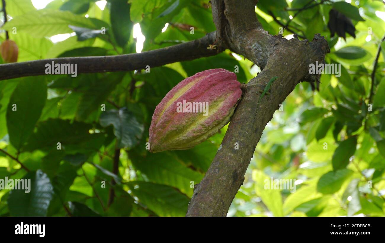 Cocoa plant hi-res stock photography and images - Alamy