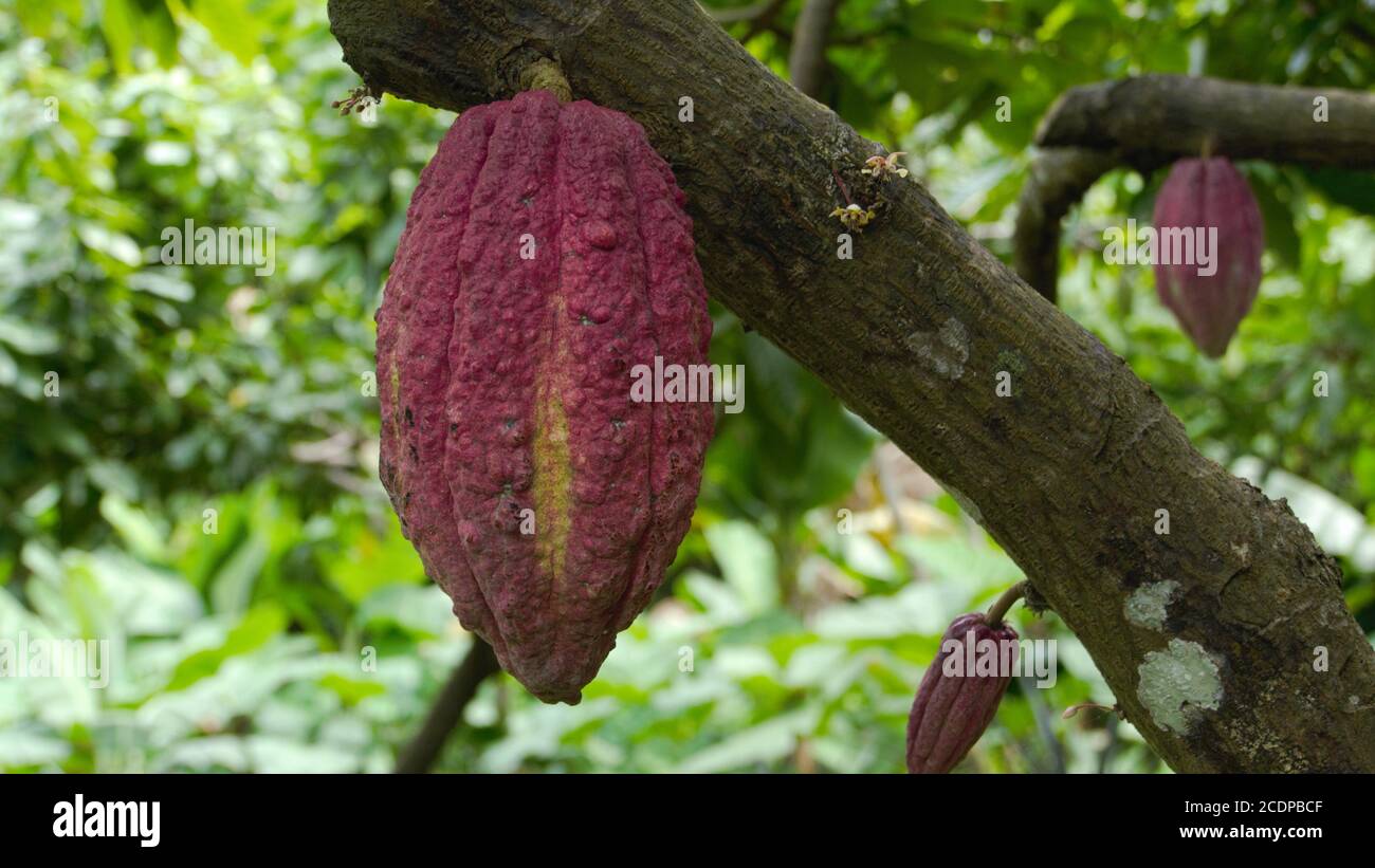Detail cocoa pod on the tree Stock Photo - Alamy