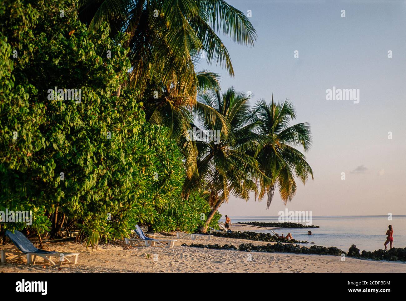 Palm tree fringed beach, Villivaru Island, Maldives. Archive image 2003 ...