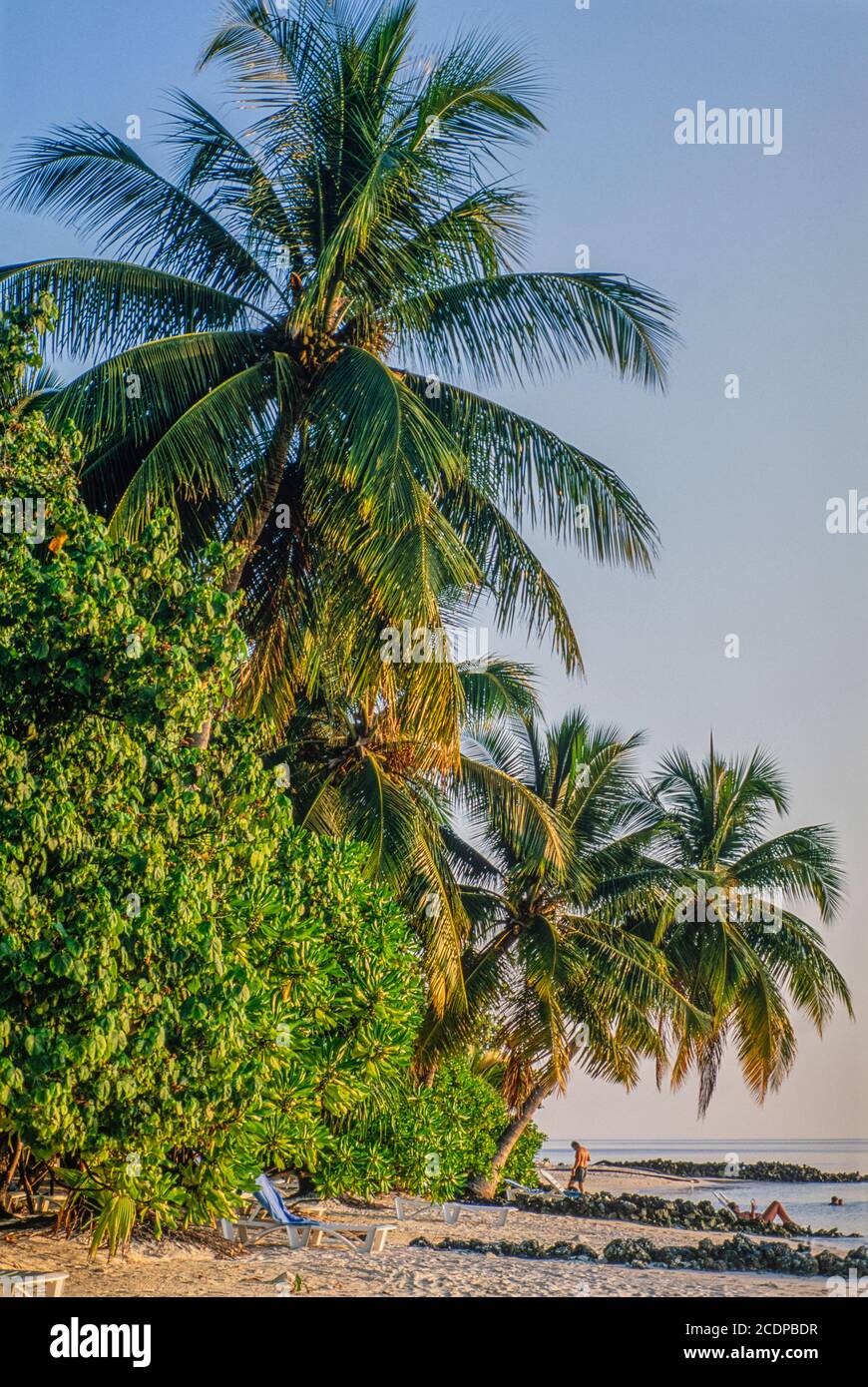 Palm tree fringed beach, Villivaru Island, Maldives. Archive image 2003 ...