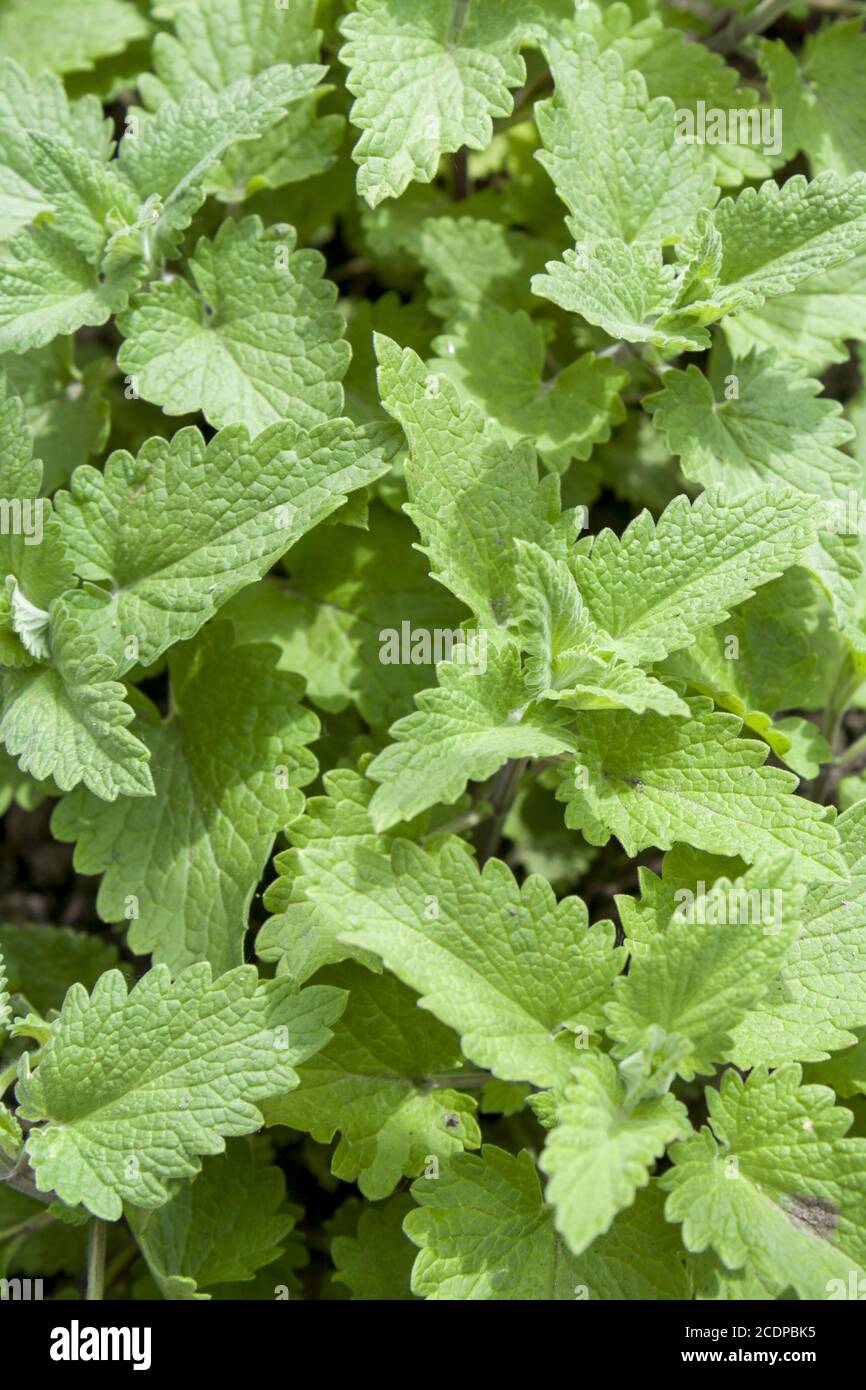Fresh green background with melissa plant, lemon balm, melissa ...