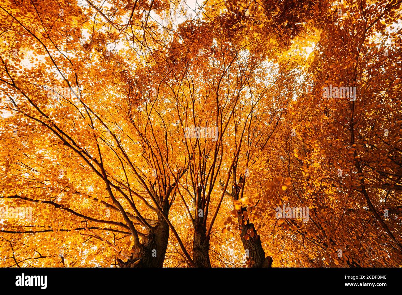 Autumn Fall Canopy Of Tall Trees With Orange Foliage. Sunlight In ...