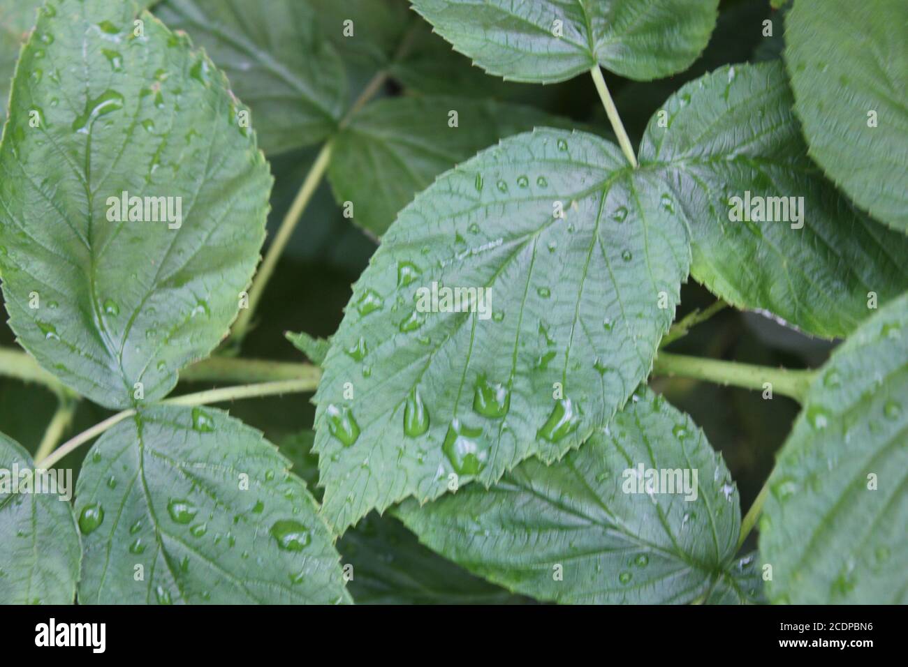 A red raspberry, Rubus idaeus, plant growing in the backyard organic ...