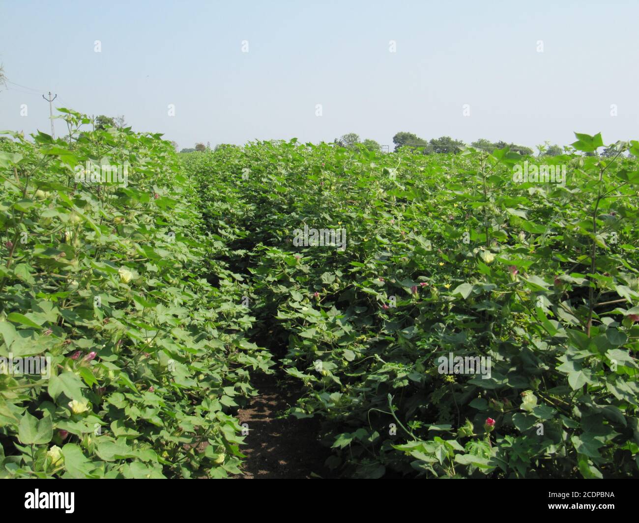 Green cotton field in India with flowers, Close-up of a ready for ...