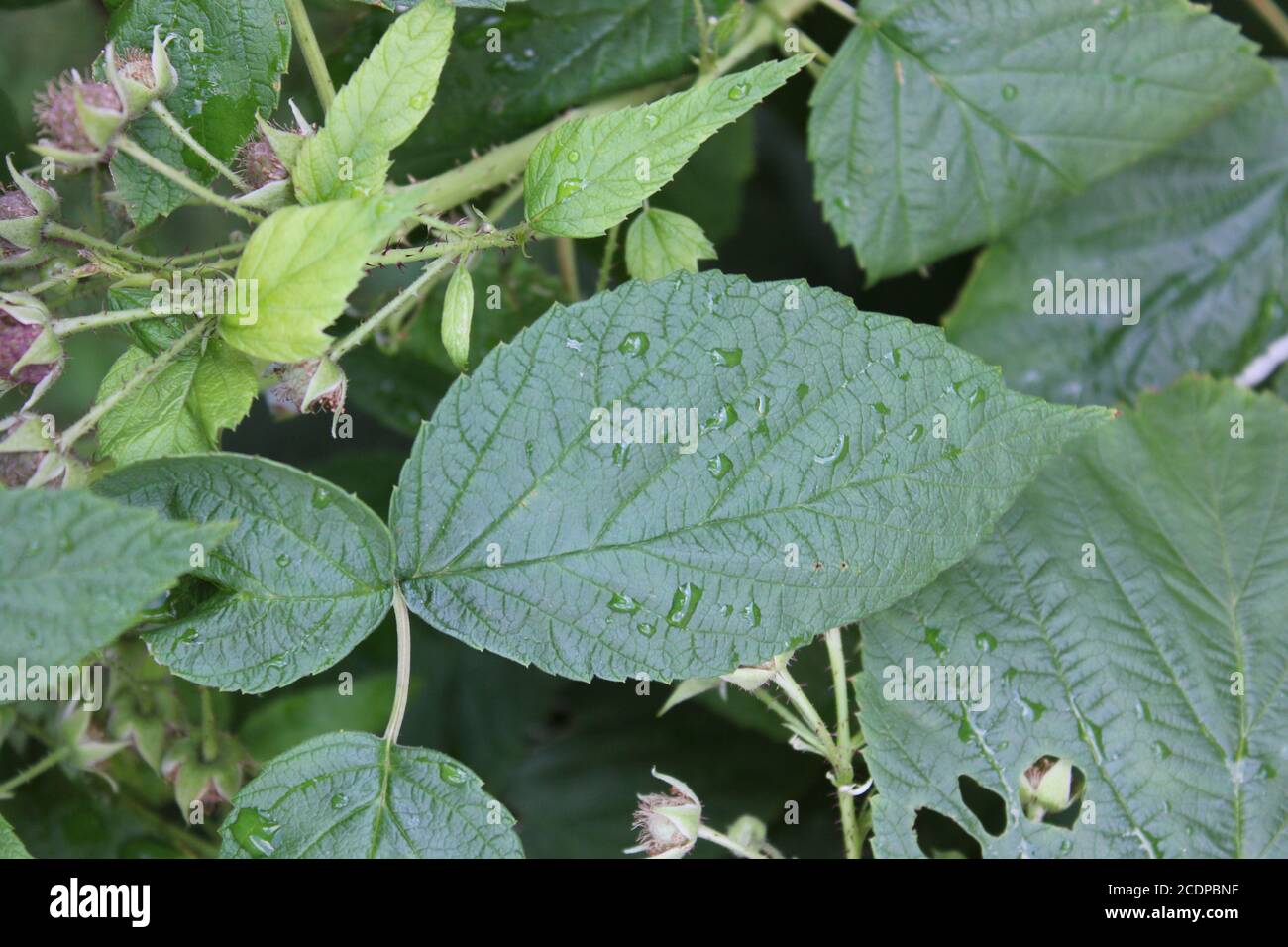 A red raspberry, Rubus idaeus, plant growing in the backyard organic ...