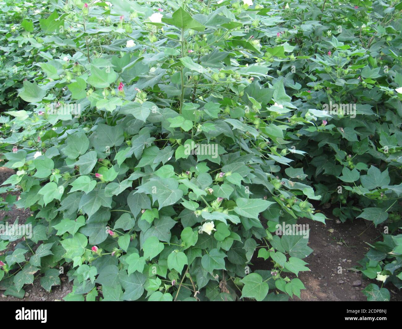 Green cotton field in India with flowers, Close-up of a ready for ...